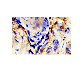 Anti-Clusterin-α Antibody (B-5) | SCBT - Santa Cruz Biotechnology