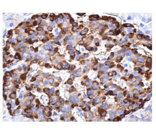 Anti-Clusterin-α Antibody (B-5) | SCBT - Santa Cruz Biotechnology