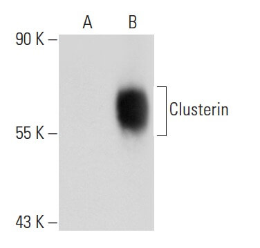 Clusterin Antibody (A-9) | SCBT - Santa Cruz Biotechnology