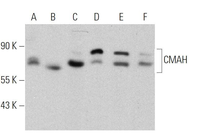 CMAH Antibody (E-7) | SCBT - Santa Cruz Biotechnology