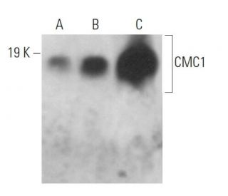 CMC1 Antibody (A-3) - Western Blotting - Image 369067