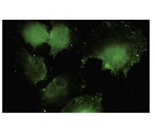 Anti-CNOT7 Antibody (18W) | SCBT - Santa Cruz Biotechnology