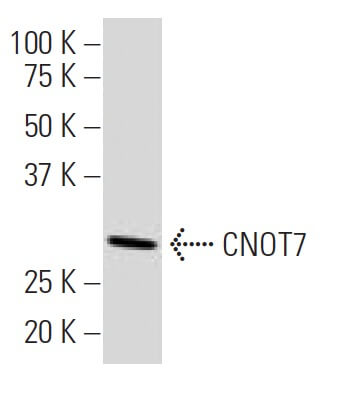 Anti-CNOT7 Antibody (18W) | SCBT - Santa Cruz Biotechnology