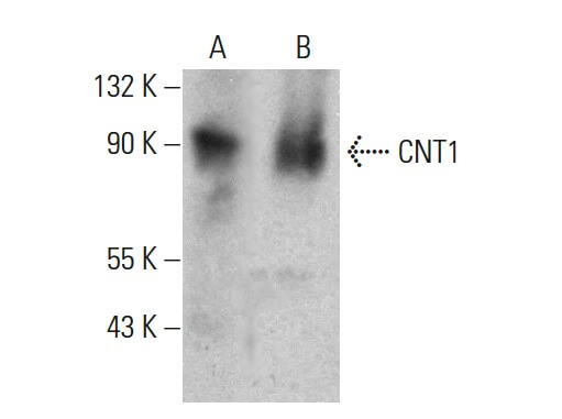 CNT1 Antibody (G-7) | SCBT - Santa Cruz Biotechnology