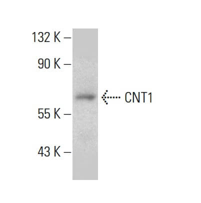 CNT1 Antibody (G-7) | SCBT - Santa Cruz Biotechnology