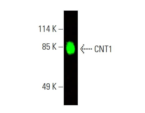 CNT1 Antibody (G-7) | SCBT - Santa Cruz Biotechnology