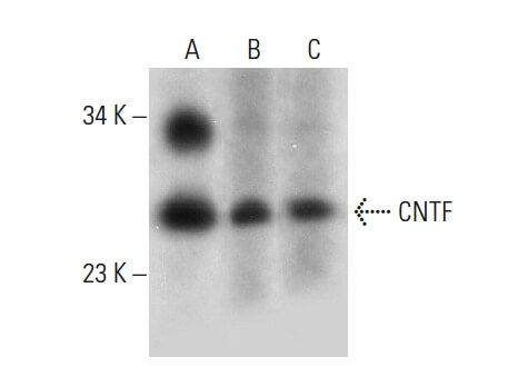CNTF Antibody (A-11) | SCBT - Santa Cruz Biotechnology