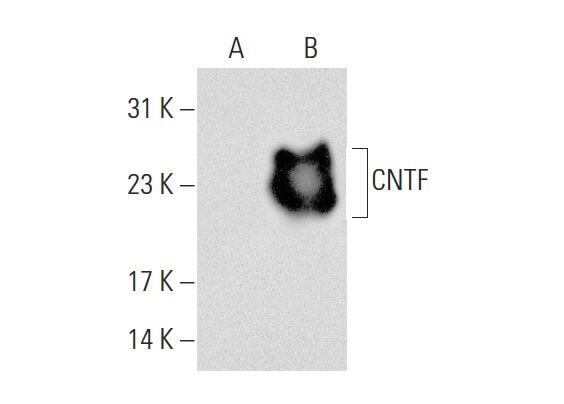 CNTF 항체 (C-12) | SCBT - Santa Cruz Biotechnology