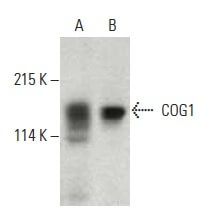 COG1 Antibody (44) | SCBT - Santa Cruz Biotechnology
