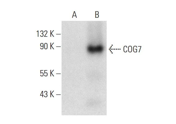 Anti-COG7 Antibody (G-1) | SCBT - Santa Cruz Biotechnology