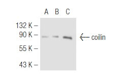 Anti-coilin Antibody (B-7) | SCBT - Santa Cruz Biotechnology