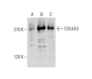 COL6A3 Antibody (A-5) - Western Blotting - Image 345950