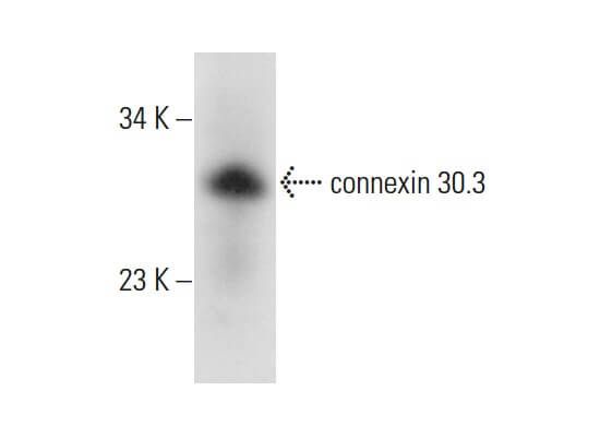 Santa Cruz Animal Health