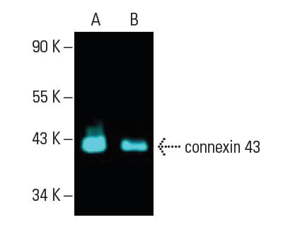 connexin 43 Antibody (F-7) | SCBT - Santa Cruz Biotechnology