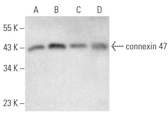 connexin 47 Antibody (391CT6.4.3) | SCBT - Santa Cruz Biotechnology