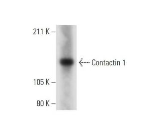 Contactin 1 Antibody (41) - Western Blotting - Image 299145