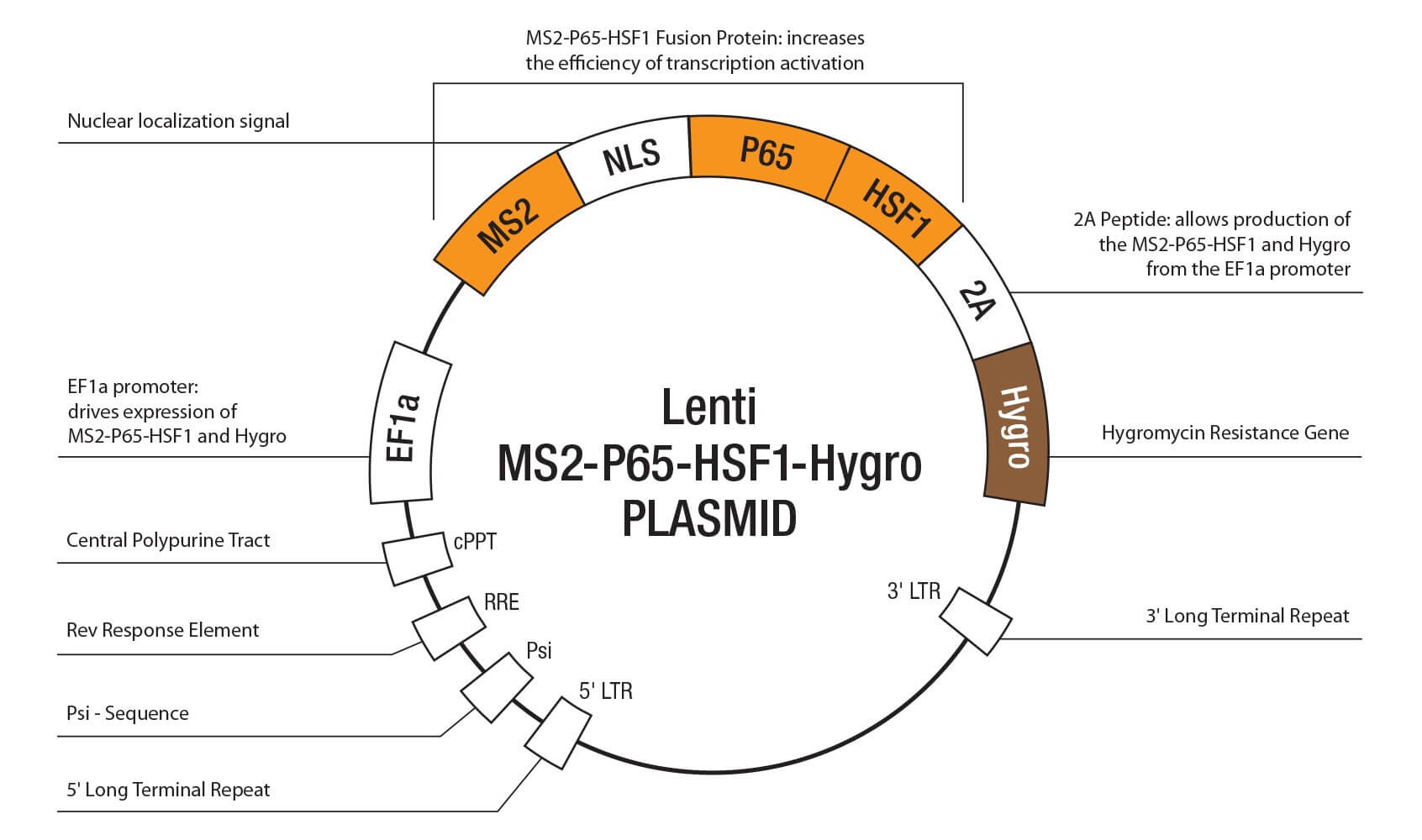 Control CRISPR Activation Plasmid | SCBT - Santa Cruz Biotechnology