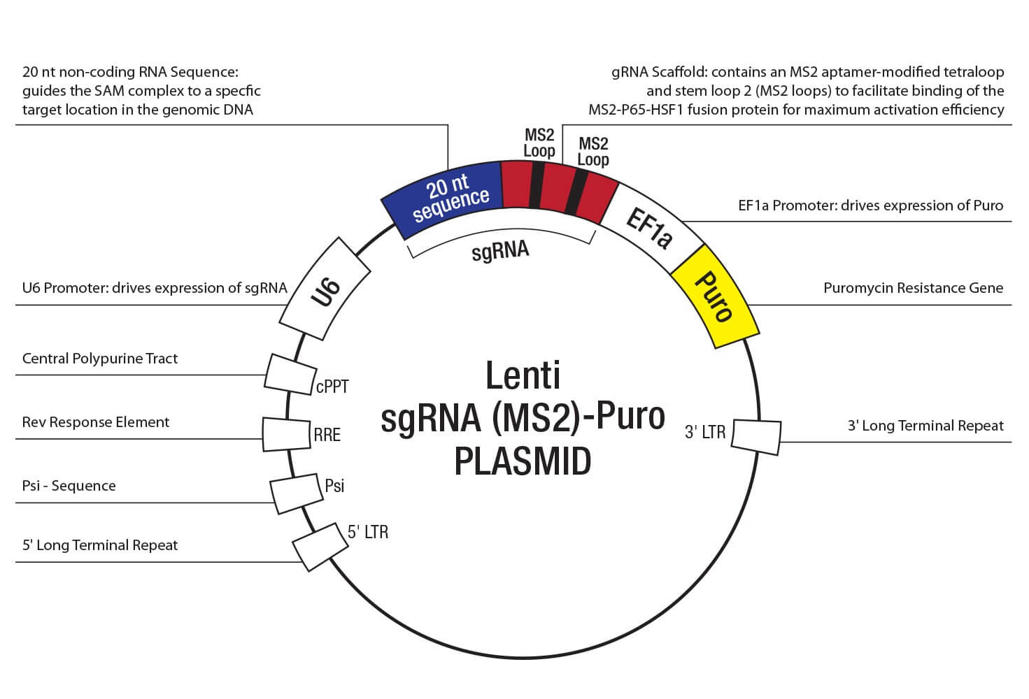 Control CRISPR Activation Plasmid | SCBT - Santa Cruz Biotechnology