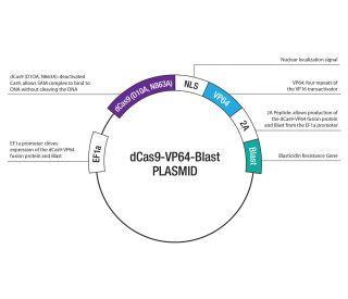 CRISPR/dCas9 Activation Plasmids consist of three plasmids at a 1:1:1...