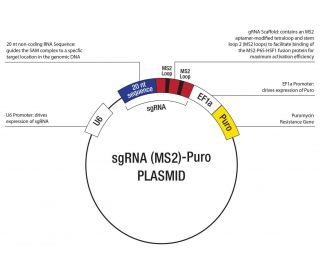 CRISPR/dCas9 Activation Plasmids consist of three plasmids at a 1:1:1...