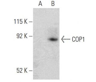 COP1 Antibody (B-12) - Western Blotting - Image 399025