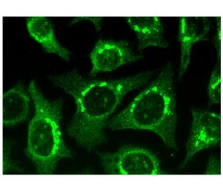 COPB Antibody (D-10) - Immunofluorescence - Image 298806