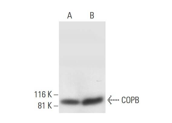 COPB抗体 (D-10) | SCBT - Santa Cruz Biotechnology