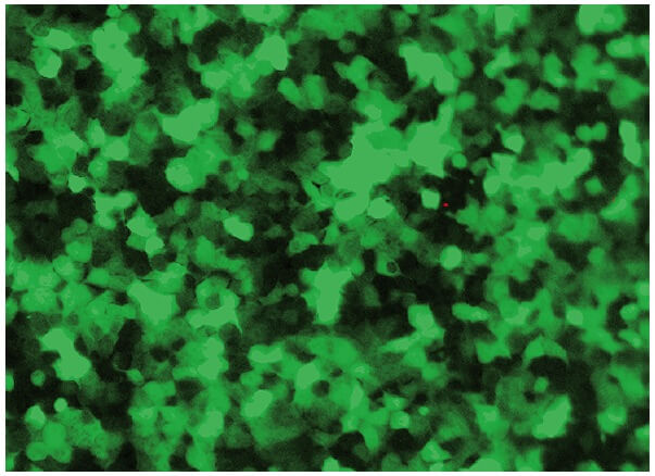 copGFP Control Lentiviral Particles | SCBT - Santa Cruz Biotechnology