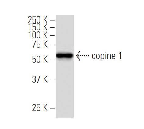 copine 1抗体 (Z6) | SCBT - Santa Cruz Biotechnology