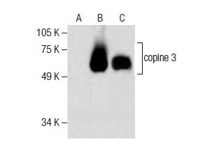 copine 3 Antibody (C-7) | SCBT - Santa Cruz Biotechnology