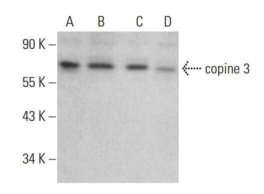 copine 3 Antibody (C-7) | SCBT - Santa Cruz Biotechnology