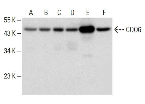 Anti-COQ6 Antibody (H-1) | SCBT - Santa Cruz Biotechnology