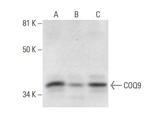 Anticorpo COQ9 (E-3) | SCBT - Santa Cruz Biotechnology