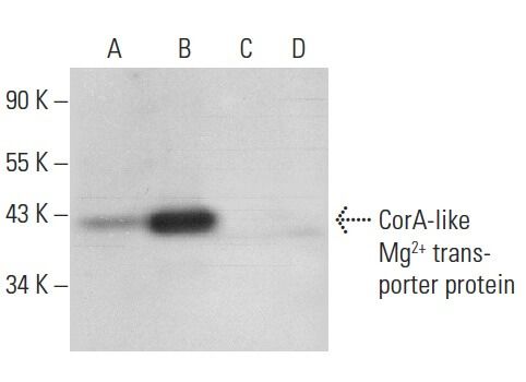 CorA-like Mg2+ transporter protein 항체 (A-9) | SCBT - Santa Cruz ...