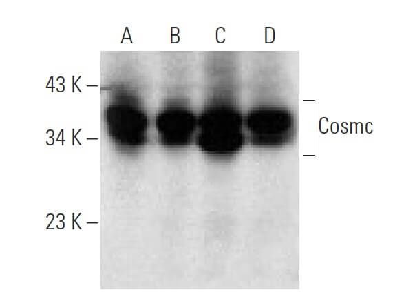 Cosmc Antibody (H-10) | SCBT - Santa Cruz Biotechnology