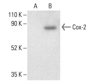 Cox-2 Antibody (29) - Western Blotting - Image 401944