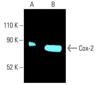 Cox-2 Antibody (29) - Western Blotting - Image 402016