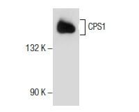 CPS1 Antibody (B-1) | SCBT - Santa Cruz Biotechnology
