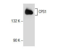 Anti-CPS1 Antibody (B-1) | SCBT - Santa Cruz Biotechnology