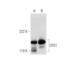 Anti-CPS1 Antibody (B-1) | SCBT - Santa Cruz Biotechnology
