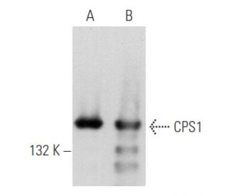 CPS1 Antibody (B-1) - Western Blotting - Image 356725