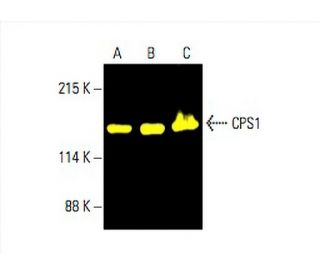 Anti-CPS1 Antibody (B-1) | SCBT - Santa Cruz Biotechnology