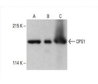 Anti-CPS1 Antibody (B-1) | SCBT - Santa Cruz Biotechnology