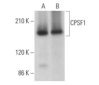 CPSF1 Antibody (G-10) - Western Blotting - Image 372764