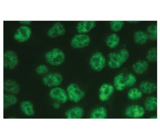 Anti-CPSF2 Antibody (A-11) | SCBT - Santa Cruz Biotechnology
