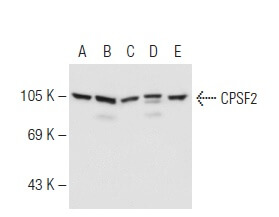 Anti-CPSF2 Antibody (A-11) | SCBT - Santa Cruz Biotechnology