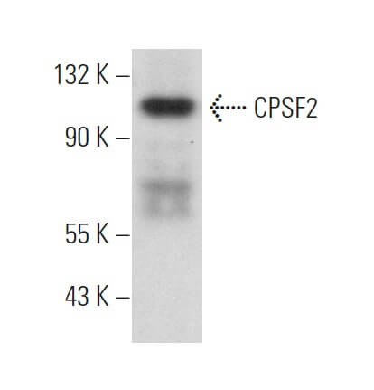 Anti-CPSF2 Antibody (A-11) | SCBT - Santa Cruz Biotechnology