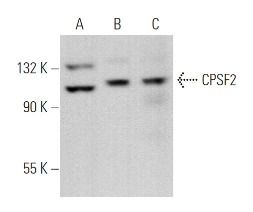 CPSF2 Antibody (A-9) | SCBT - Santa Cruz Biotechnology