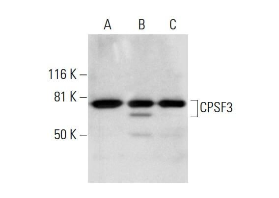 CPSF3 Antibody (C-3) | SCBT - Santa Cruz Biotechnology