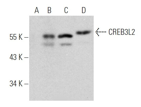 Anti-CREB3L2 Antibody (A-3) | SCBT - Santa Cruz Biotechnology
